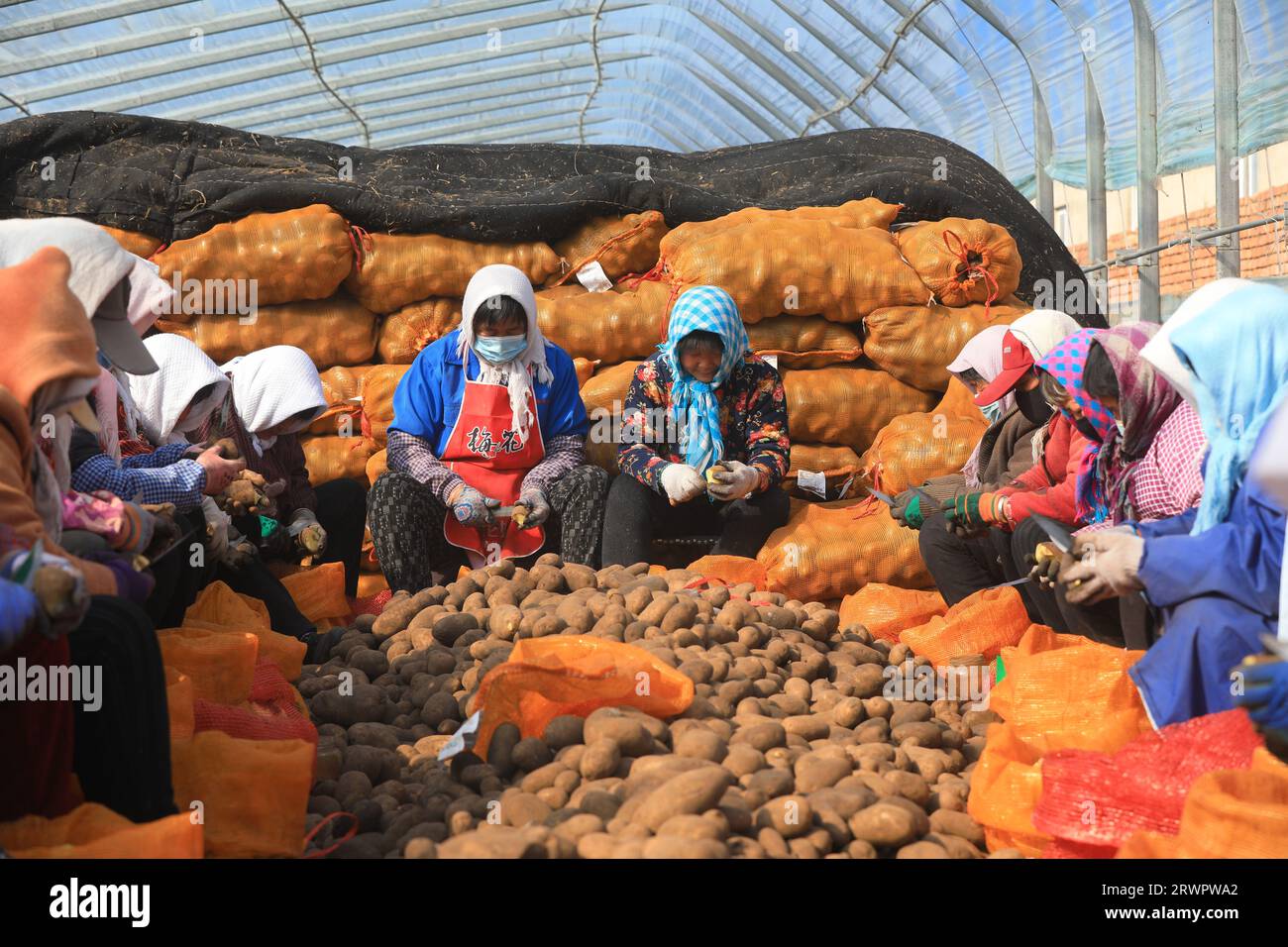 LUANNAN COUNTY, China - February 27, 2022: farmers make potato seed ...