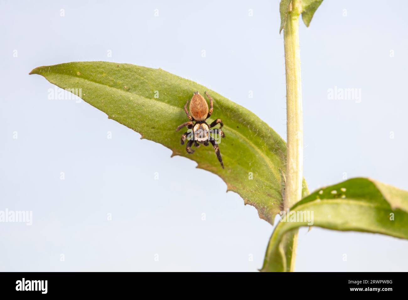 Jumping spider in the wild, North China Stock Photo - Alamy