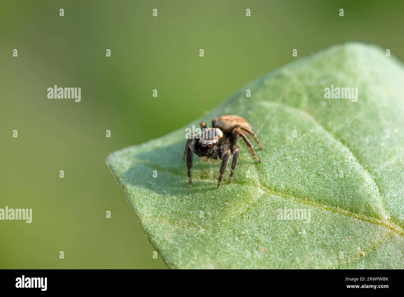 Tiger jumping spider hi-res stock photography and images - Alamy