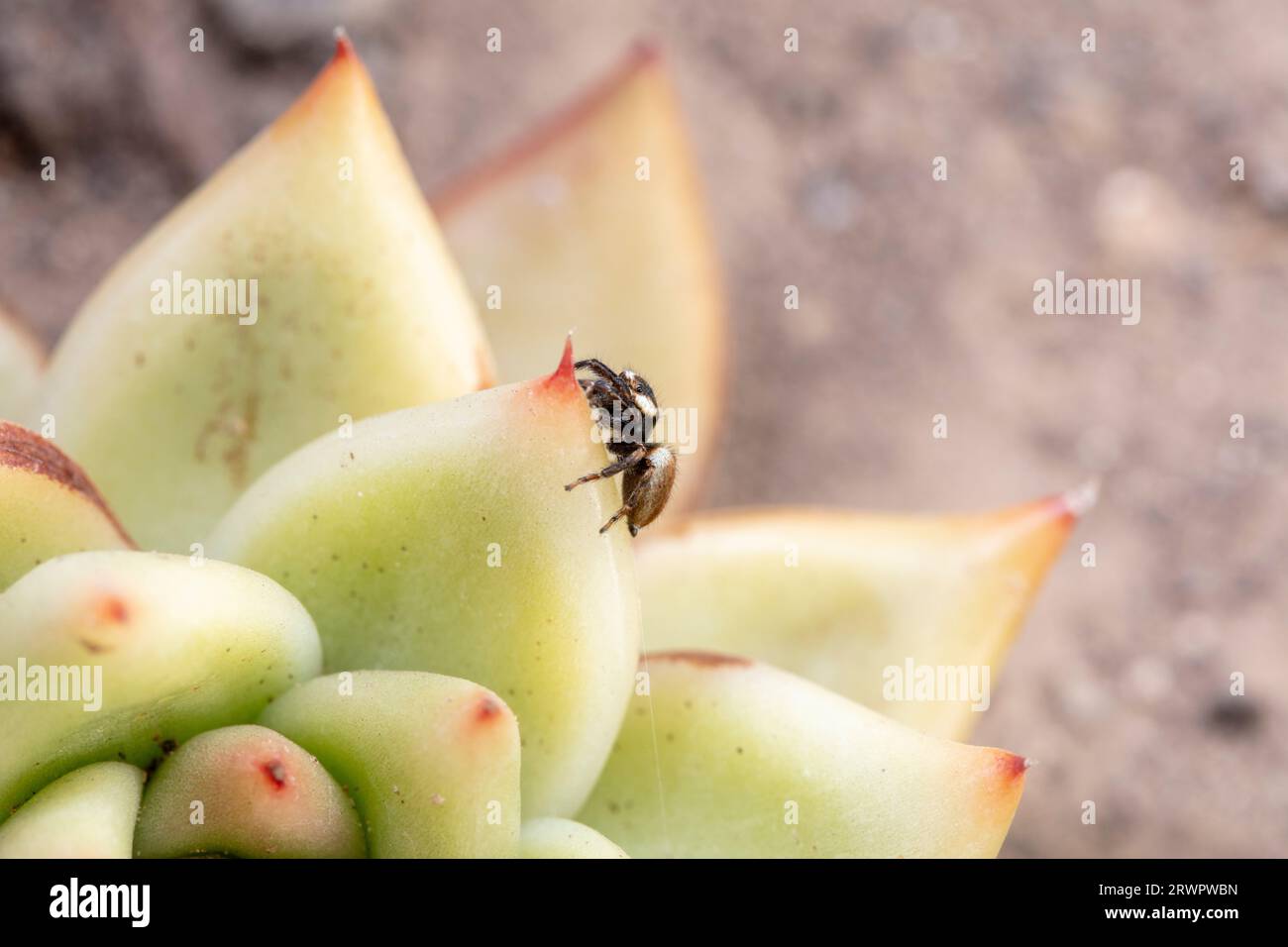 Tiger jumping spider hi-res stock photography and images - Alamy