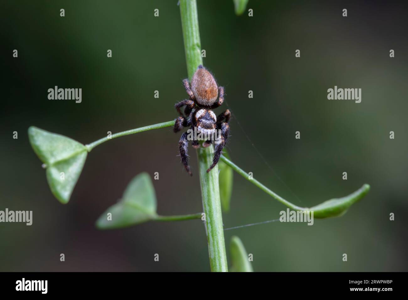 Tiger jumping spider hi-res stock photography and images - Alamy