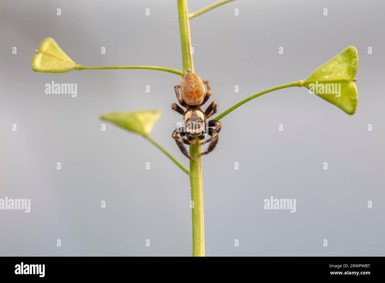 Jumping spider in the wild, North China Stock Photo - Alamy