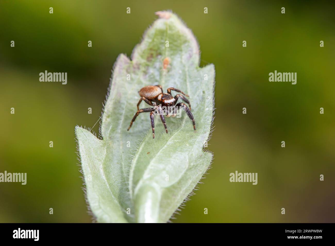 Tiger jumping spider hi-res stock photography and images - Alamy