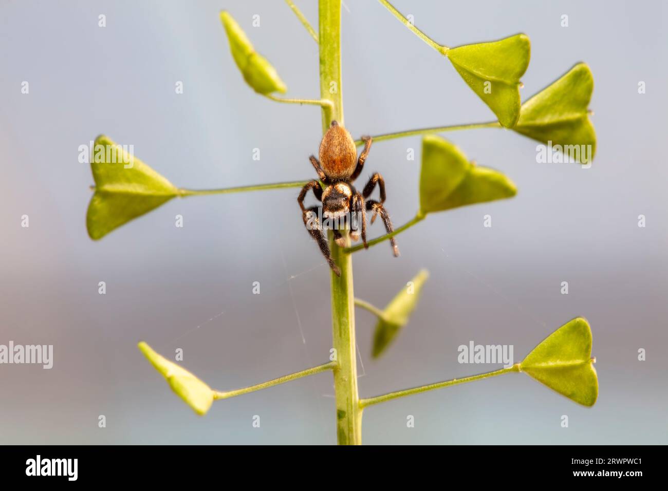 Jumping spider in the wild, North China Stock Photo - Alamy