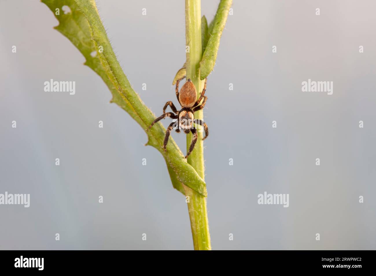 Tiger jumping spider hi-res stock photography and images - Alamy