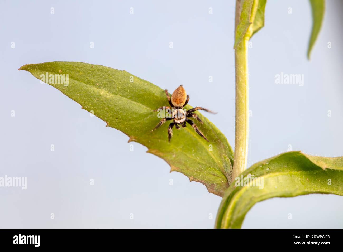 Tiger jumping spider hi-res stock photography and images - Alamy
