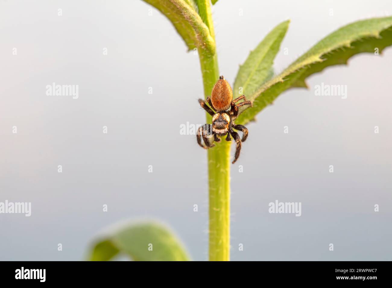 Jumping spider in the wild, North China Stock Photo - Alamy