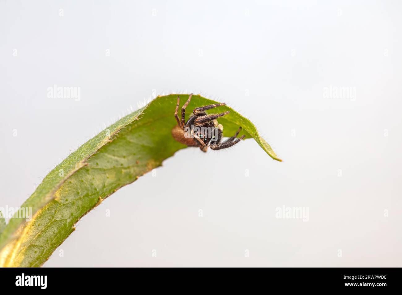 Jumping spider in the wild, North China Stock Photo - Alamy