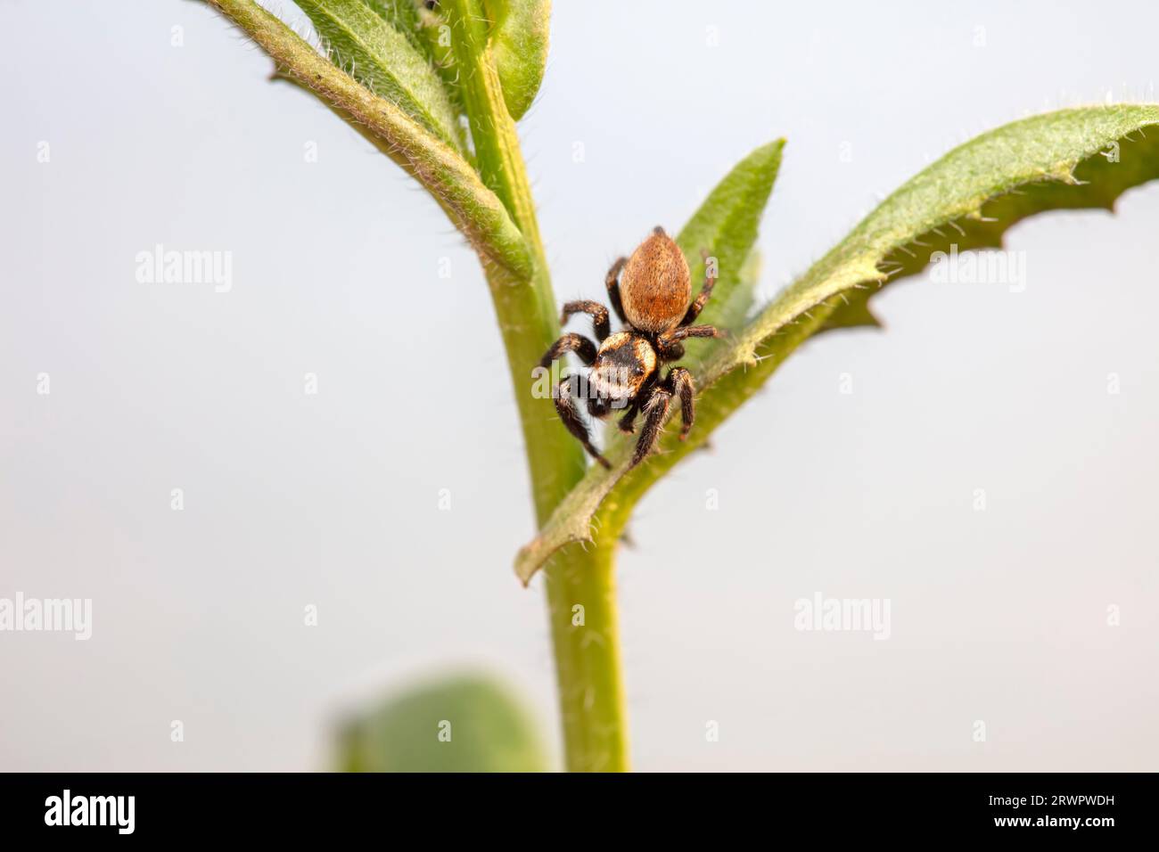 Jumping spider in the wild, North China Stock Photo - Alamy