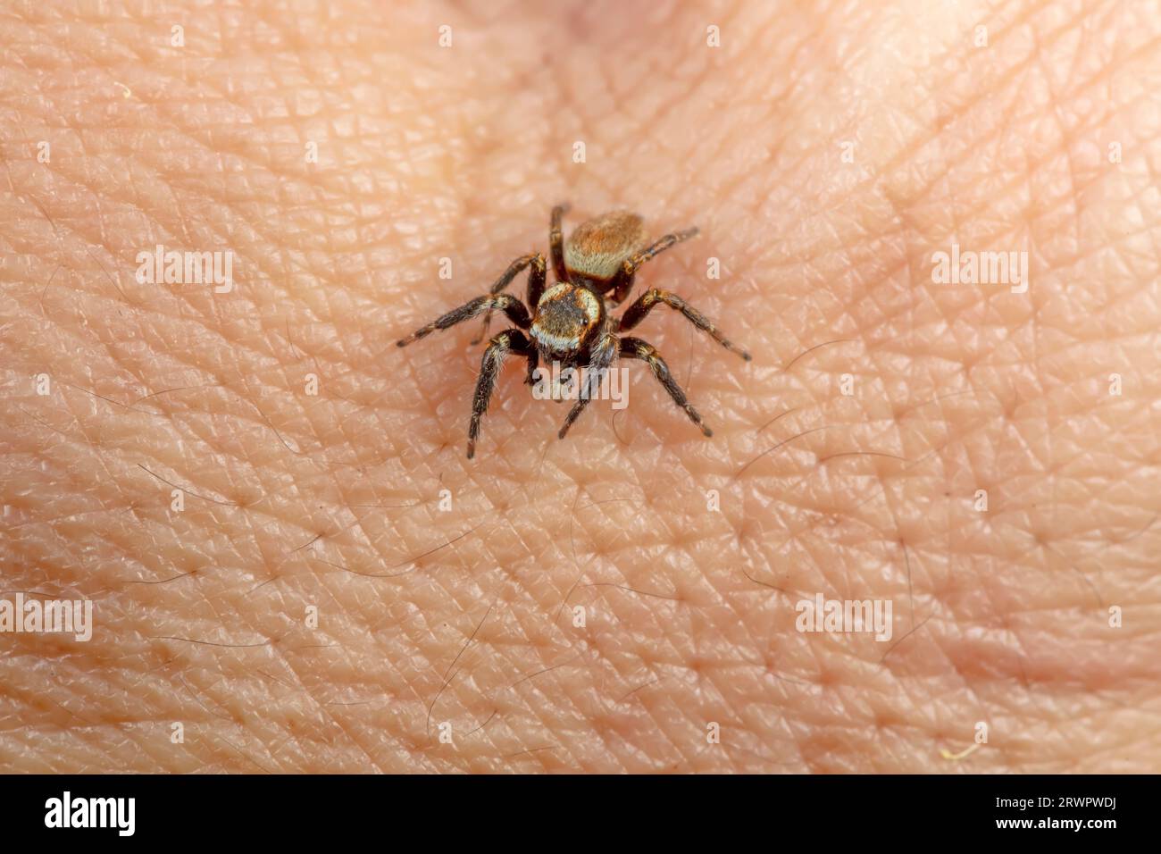 Jumping spider on human skin, North China Stock Photo - Alamy