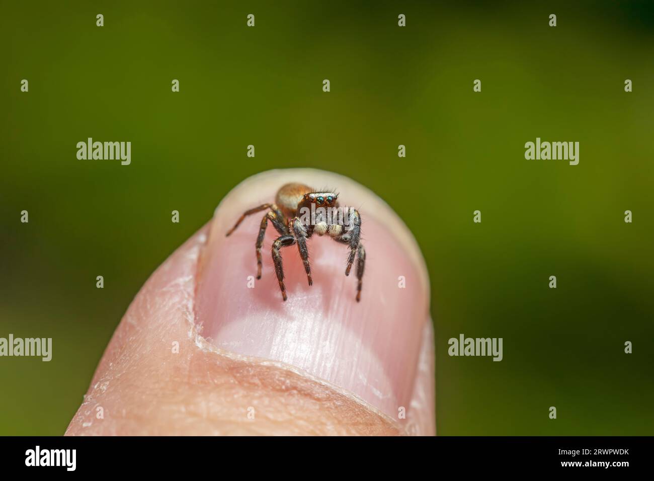 Human nail hi-res stock photography and images - Alamy