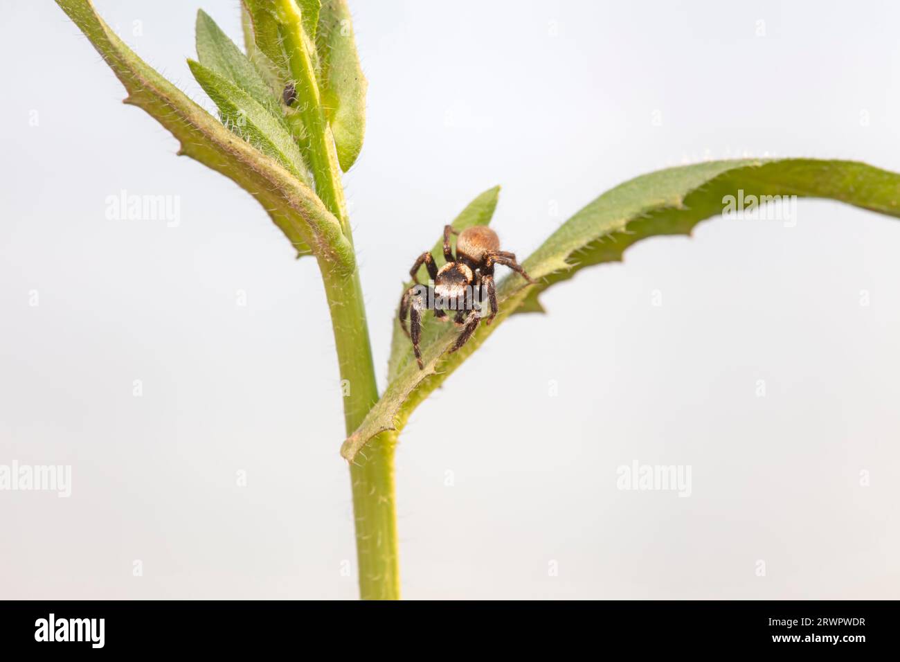 Jumping spider in the wild, North China Stock Photo - Alamy
