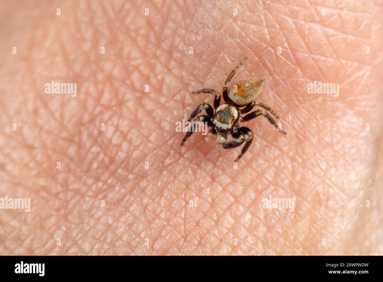 Jumping spider on human skin, North China Stock Photo - Alamy