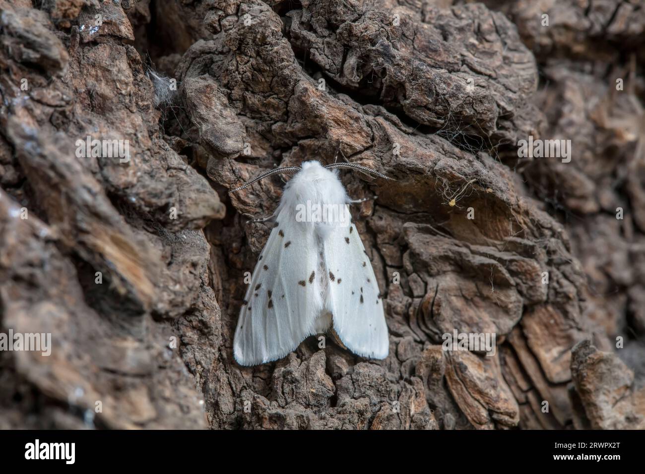 An American white moth lives in the wild, North China Stock Photo - Alamy