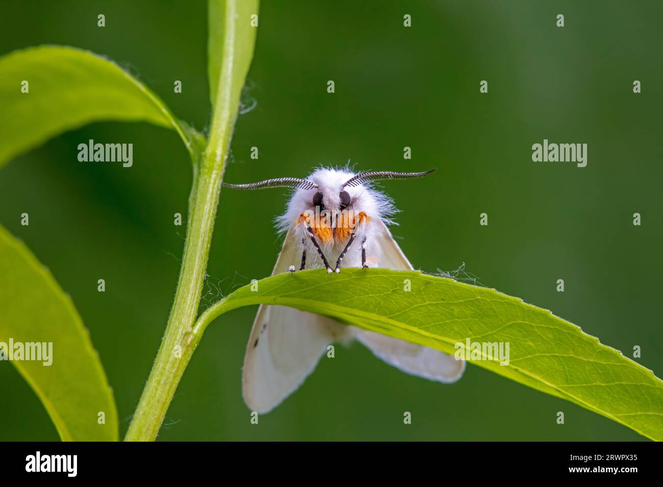 American white moth hi-res stock photography and images - Alamy