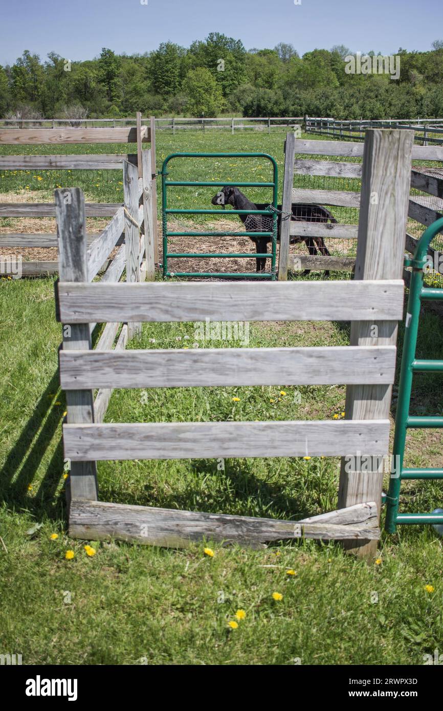 Goat farmer new york hi-res stock photography and images - Alamy