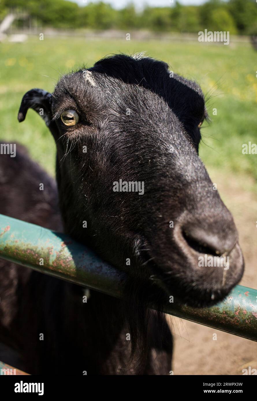 Goat farmer new york hi-res stock photography and images - Alamy