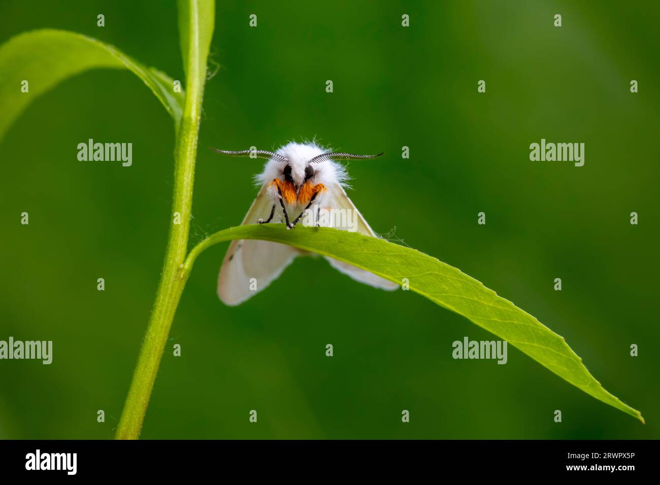 American moths hi-res stock photography and images - Alamy