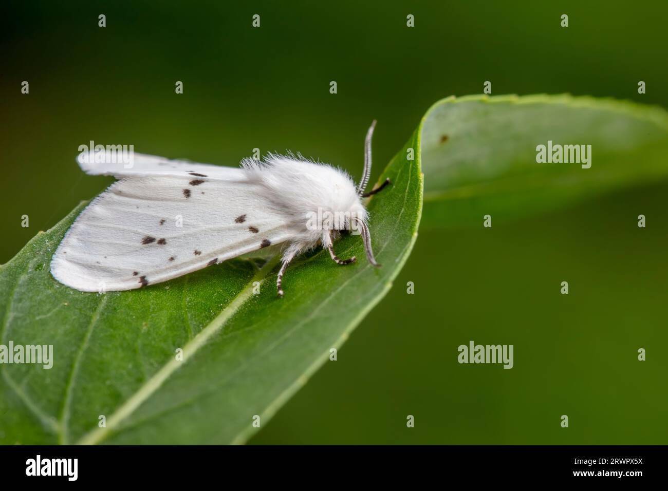 An American white moth lives in the wild, North China Stock Photo - Alamy