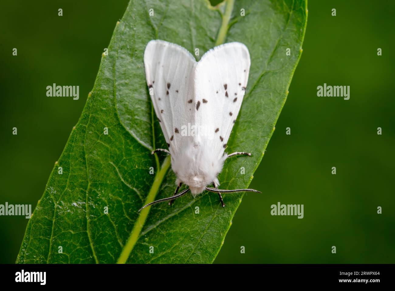 An American white moth lives in the wild, North China Stock Photo - Alamy