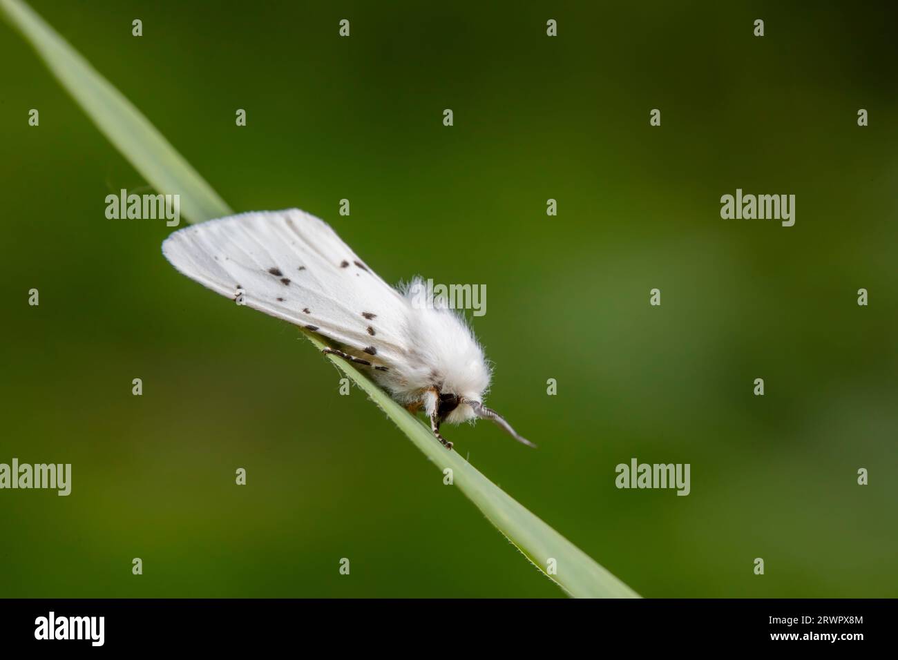 American white moth hi-res stock photography and images - Alamy