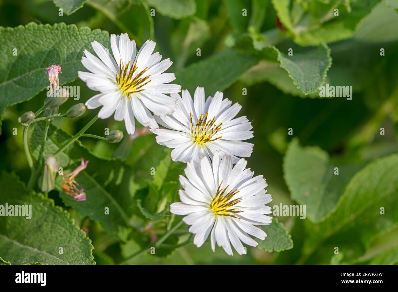 The beautiful flower of endive is a medicinal plant in North China ...