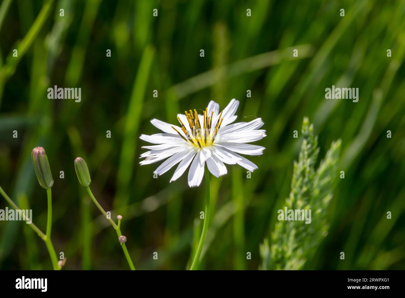 The beautiful flower of endive is a medicinal plant in North China ...