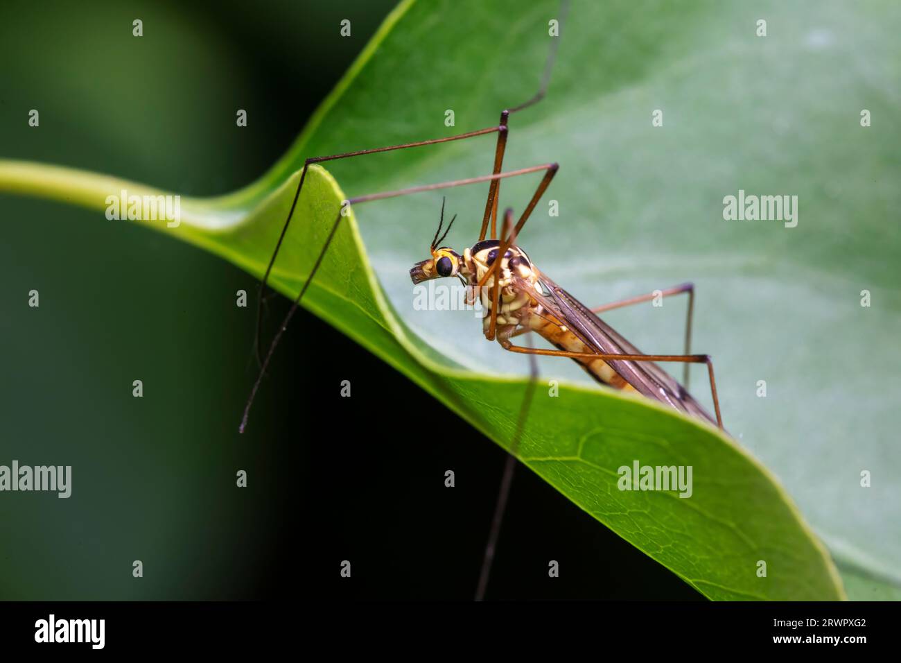 Mosquito infections hi-res stock photography and images - Alamy