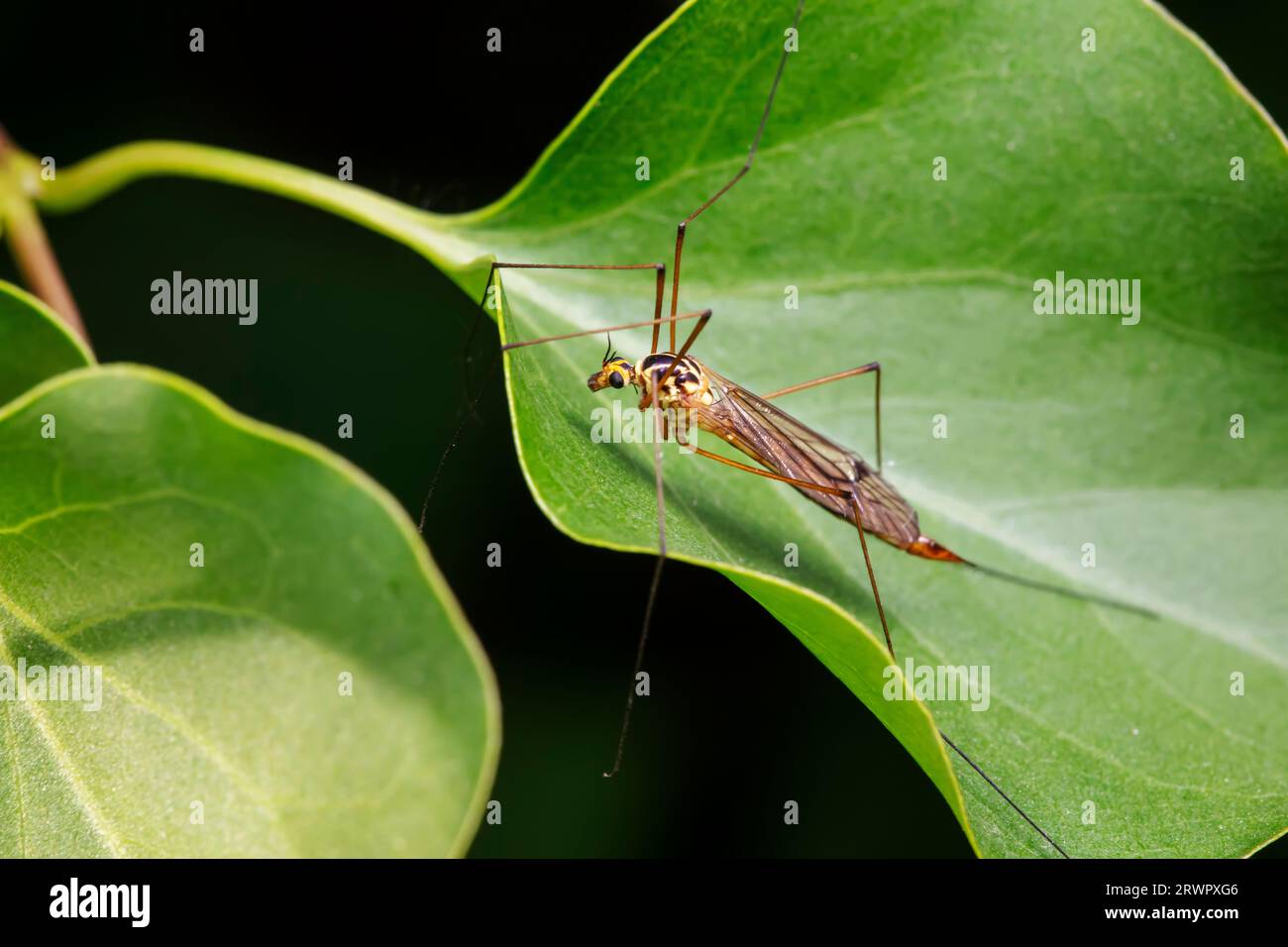 Mosquito infections hi-res stock photography and images - Alamy