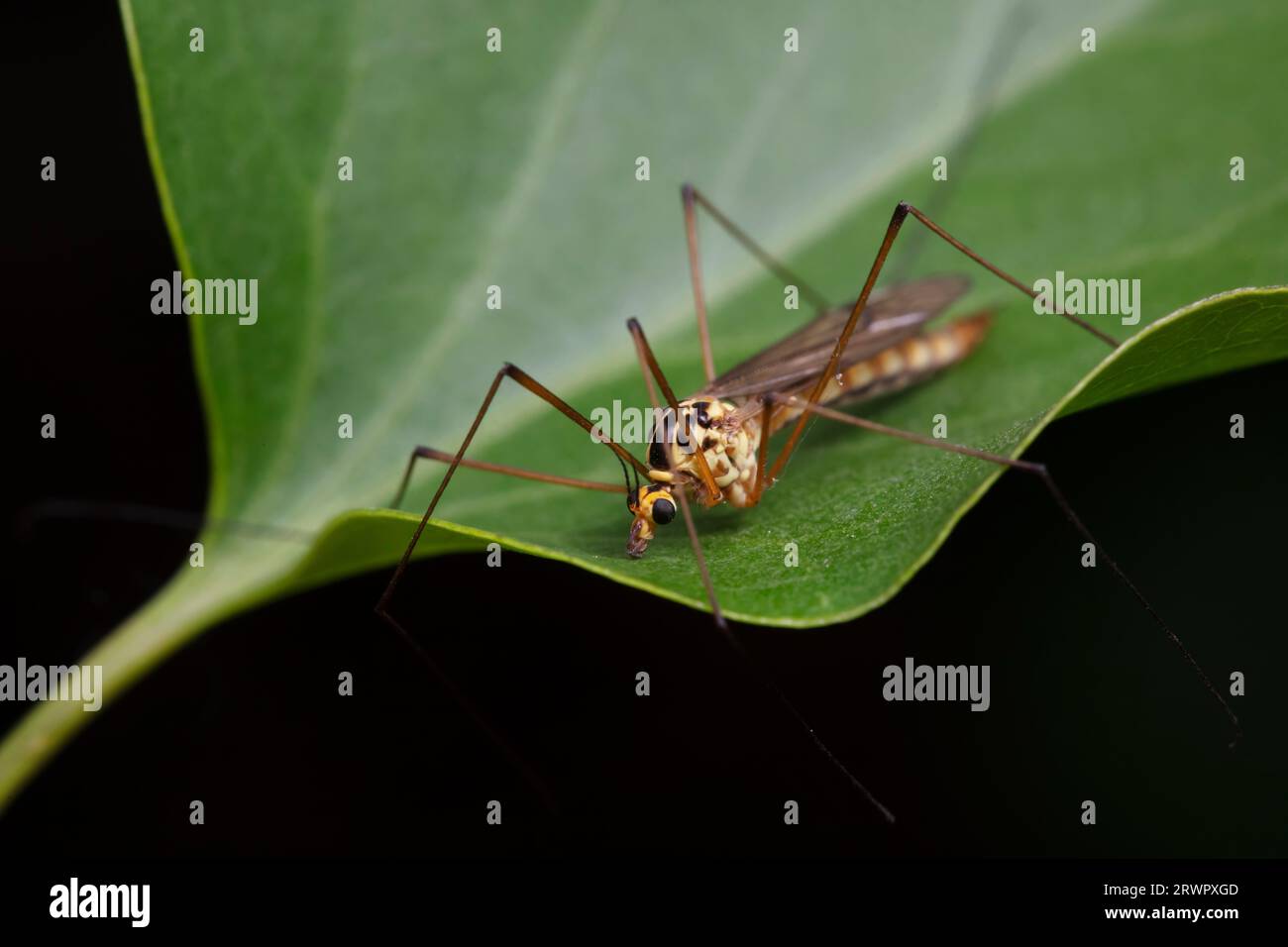Mosquito infections hi-res stock photography and images - Alamy