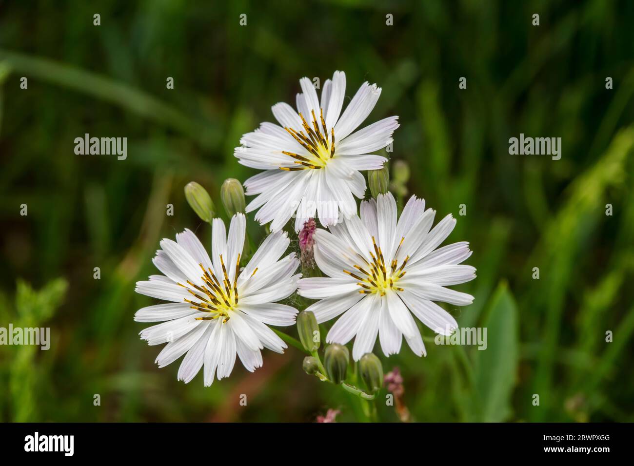 The beautiful flower of endive is a medicinal plant in North China ...