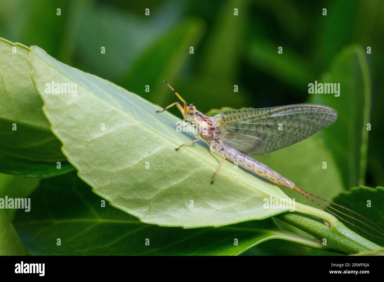 A mayfly lives in the wild, North China Stock Photo - Alamy