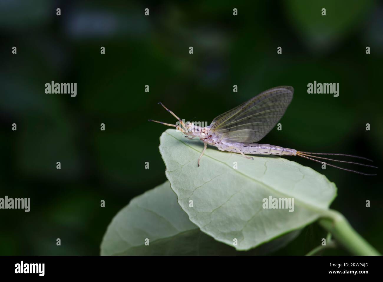 A mayfly lives in the wild, North China Stock Photo - Alamy