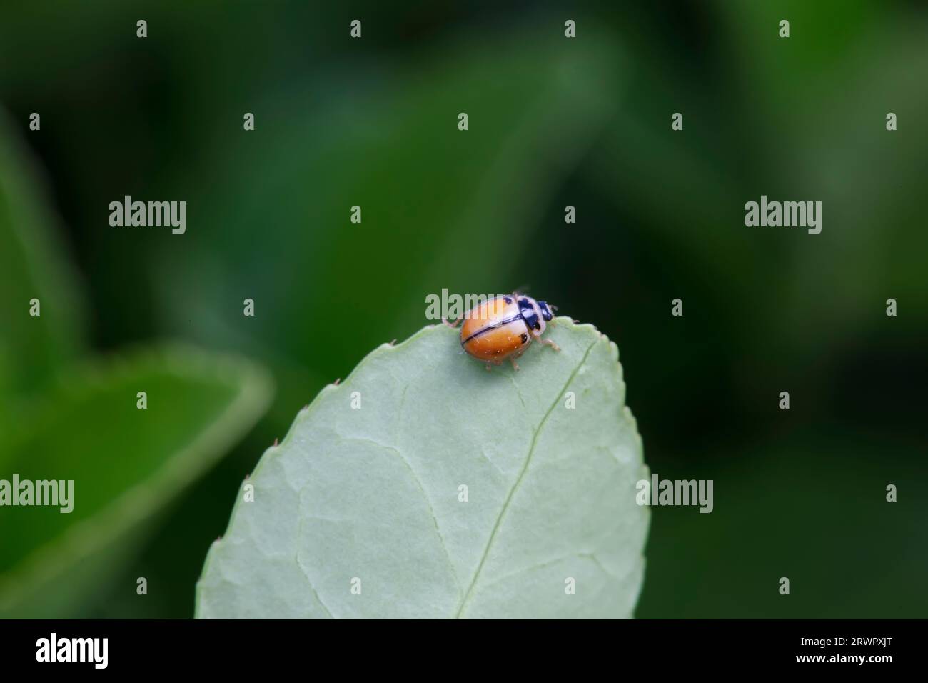 A ladybug lives in the wild, North China Stock Photo - Alamy