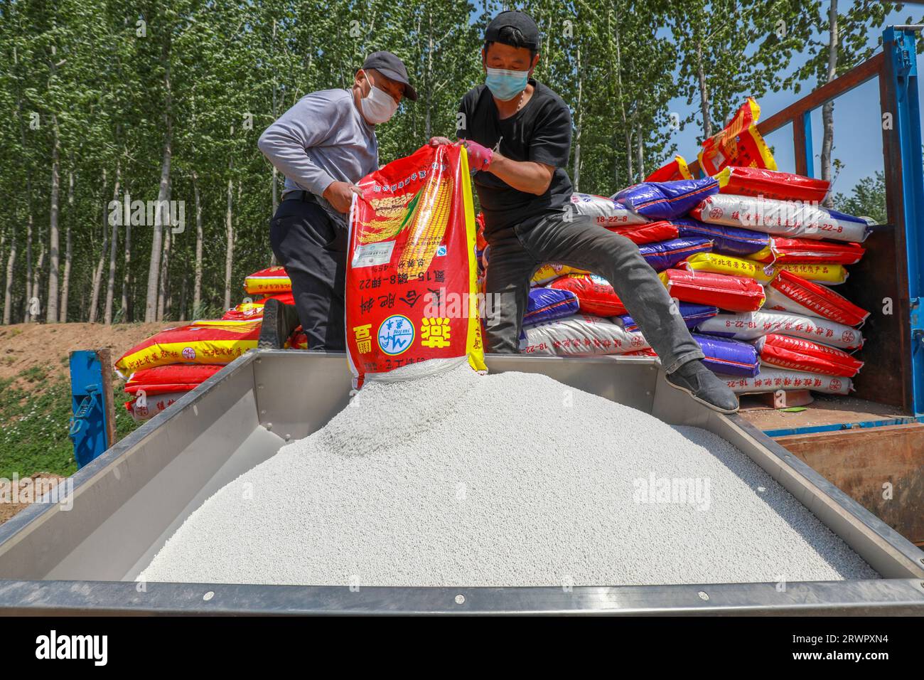 LUANNAN COUNTY, China - May 5, 2022: farmers add compound fertilizer to ...