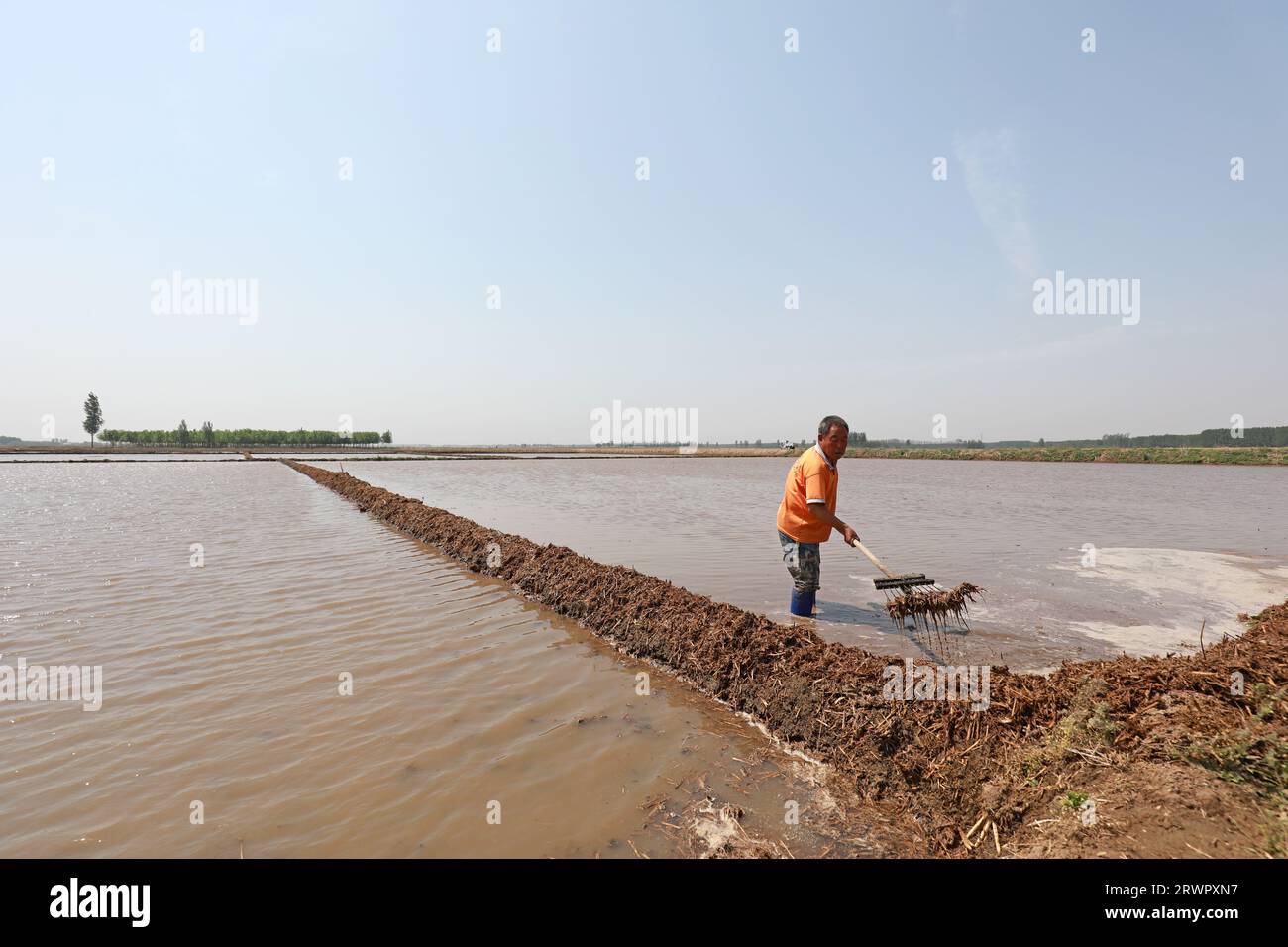 Rice fish farm china hi-res stock photography and images - Alamy