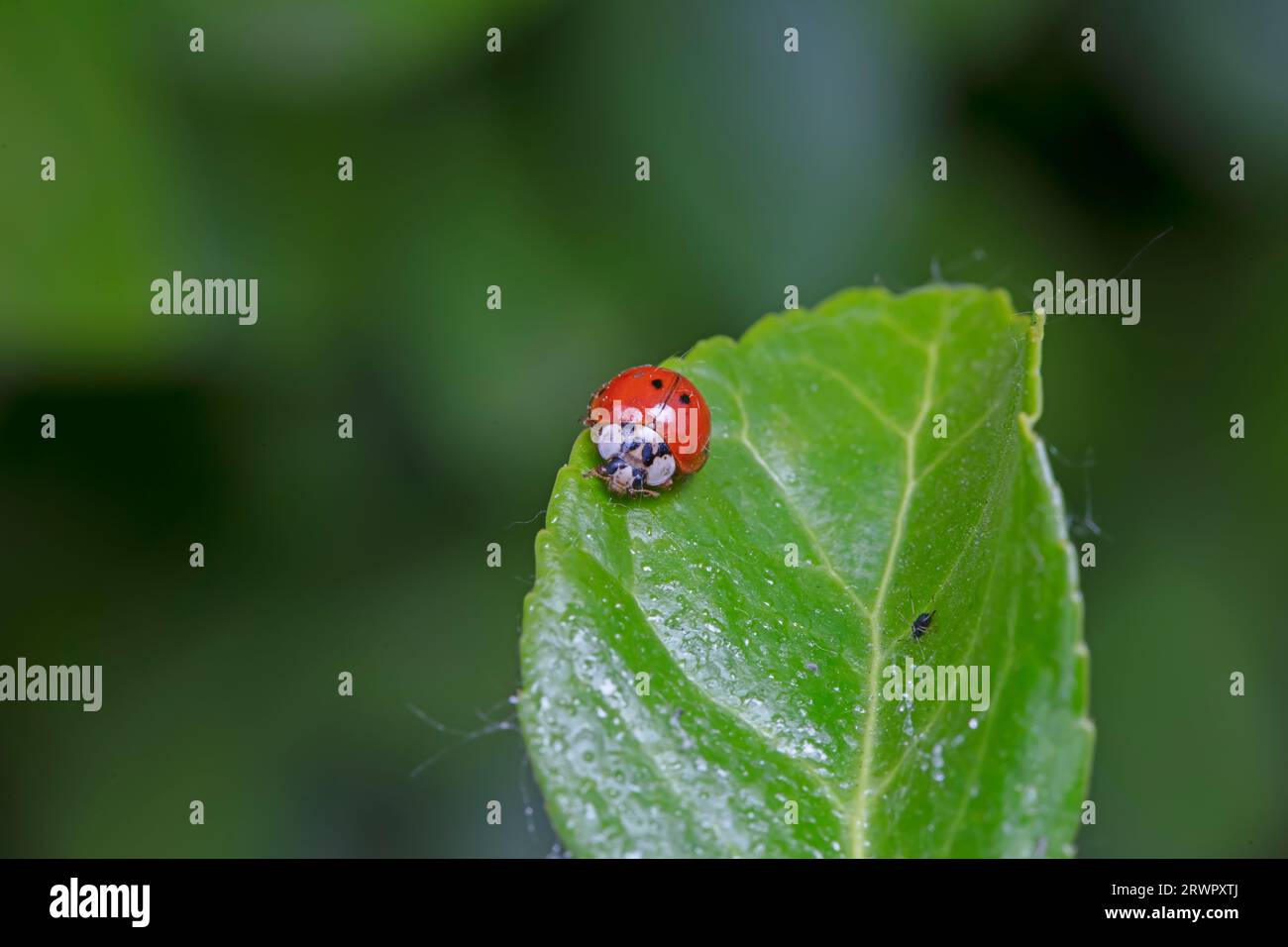 A ladybug lives in the wild, North China Stock Photo - Alamy