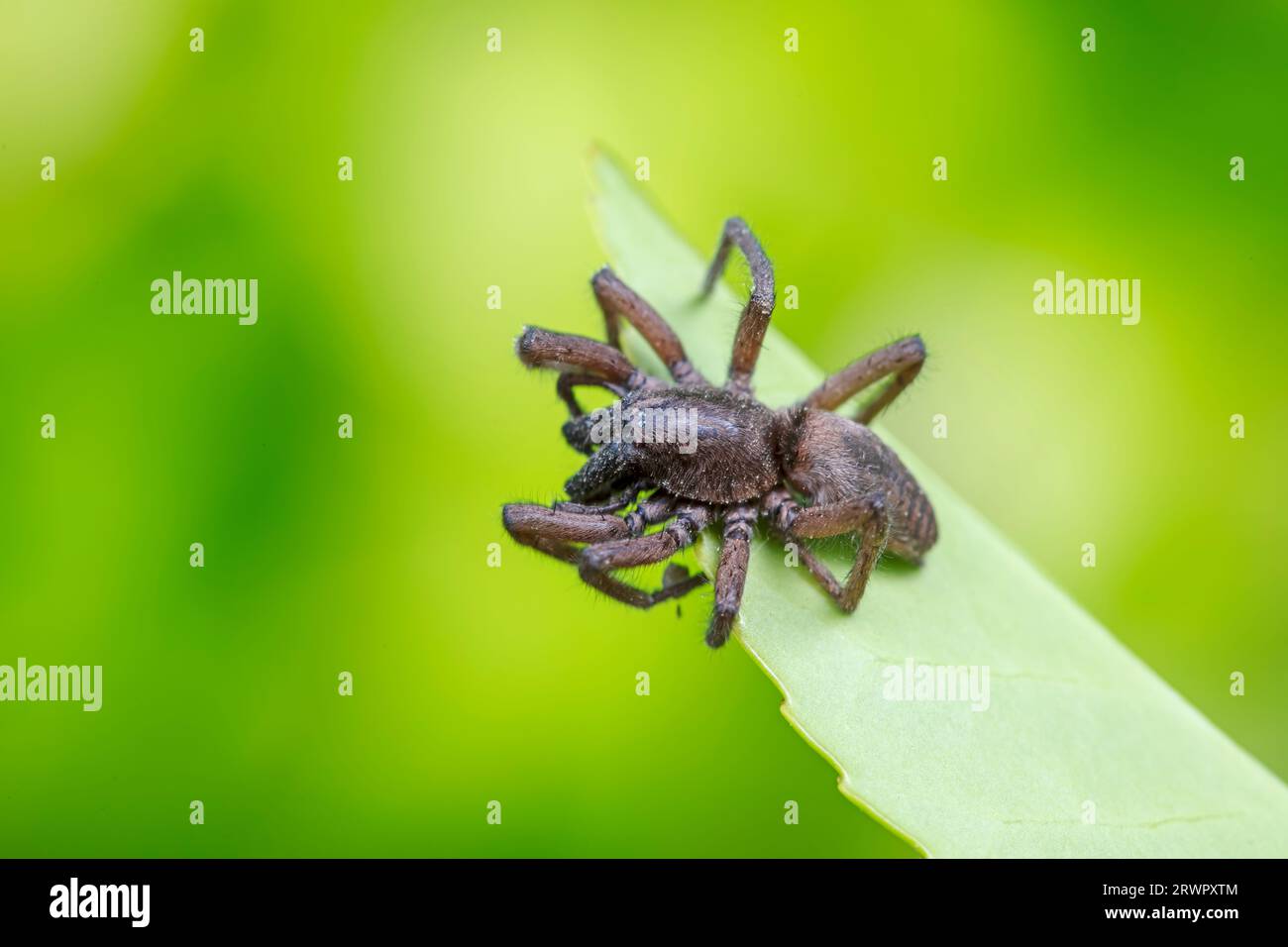 Arachnids of china hi-res stock photography and images - Alamy