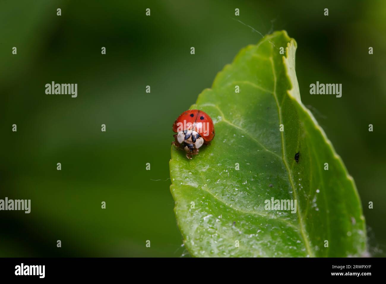 A ladybug lives in the wild, North China Stock Photo - Alamy