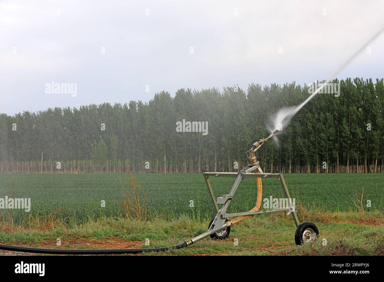 Sprinkler irrigation facilities in operation are in wheat fields, North ...