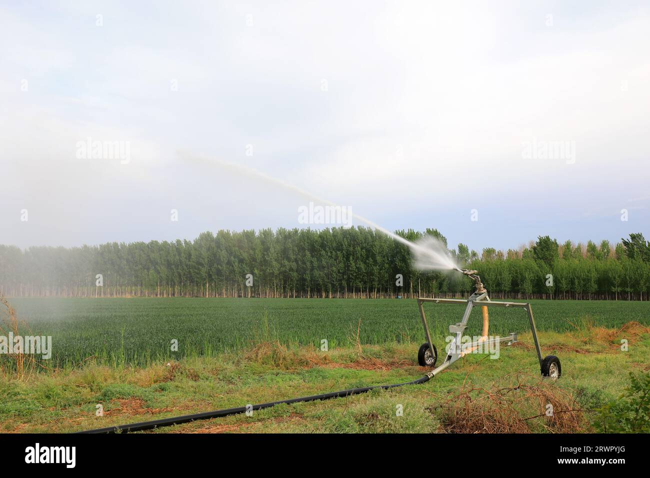 Sprinkler irrigation facilities in operation are in wheat fields, North ...
