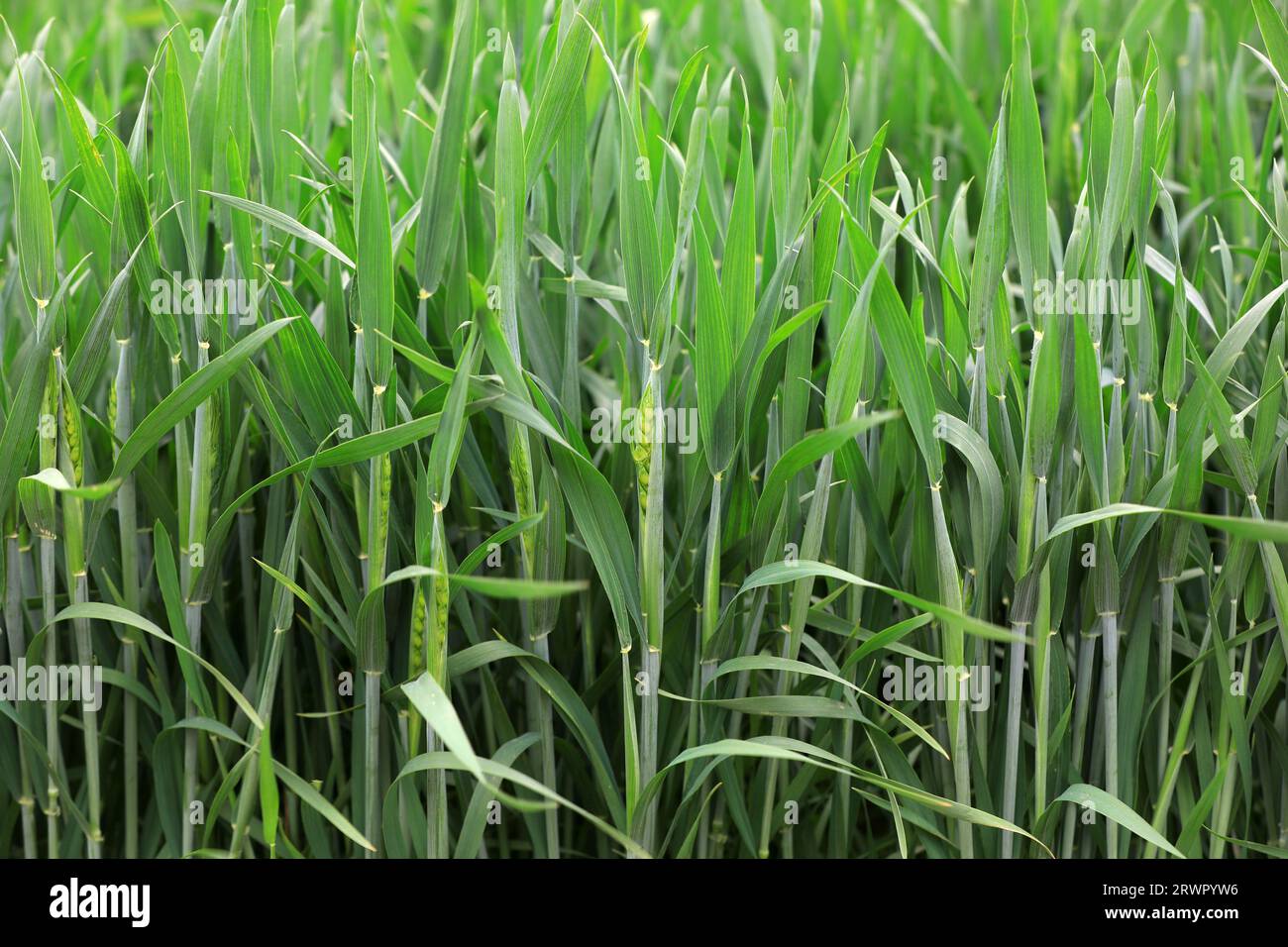 China wheat hi-res stock photography and images - Alamy