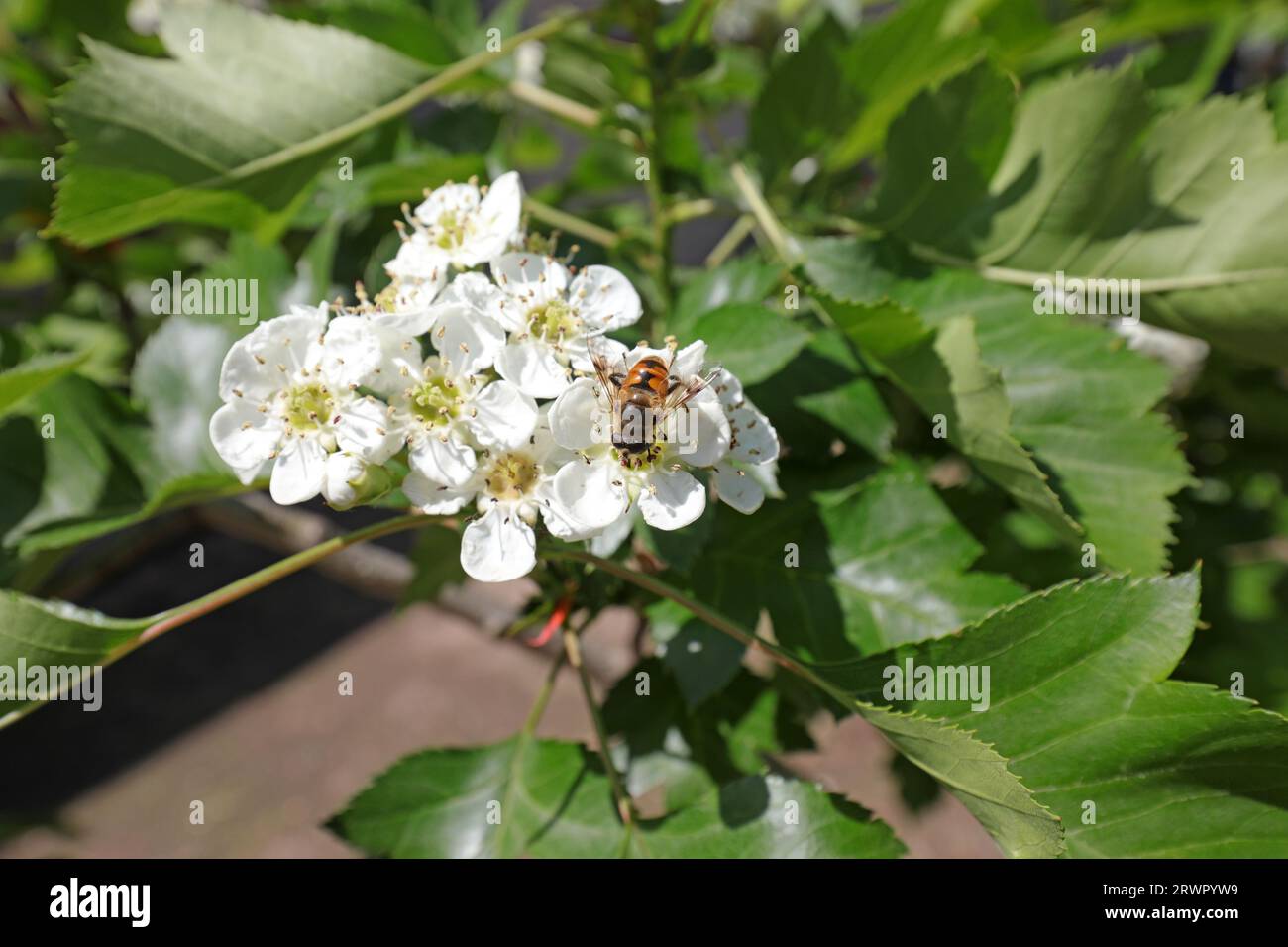 Hawthorn flowers in full bloom in an orchard, North China Stock Photo ...