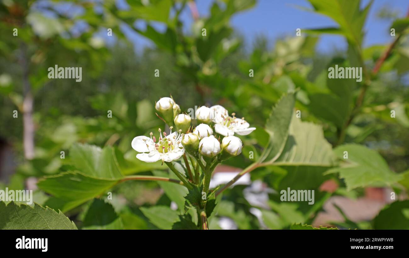 Hawthorn flowers in full bloom in an orchard, North China Stock Photo ...