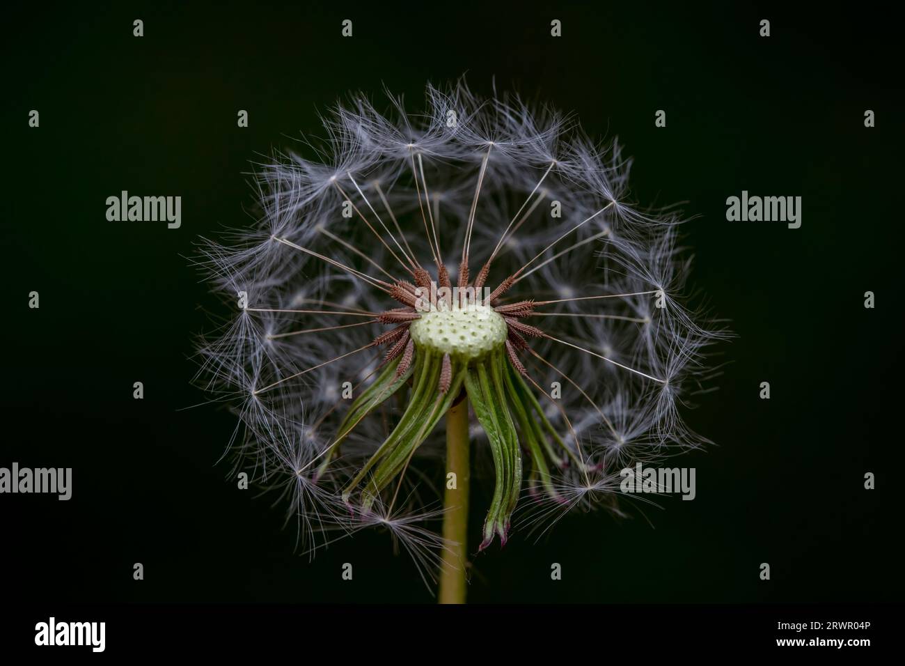 Dandelion seeds are in the wild, North China Stock Photo - Alamy