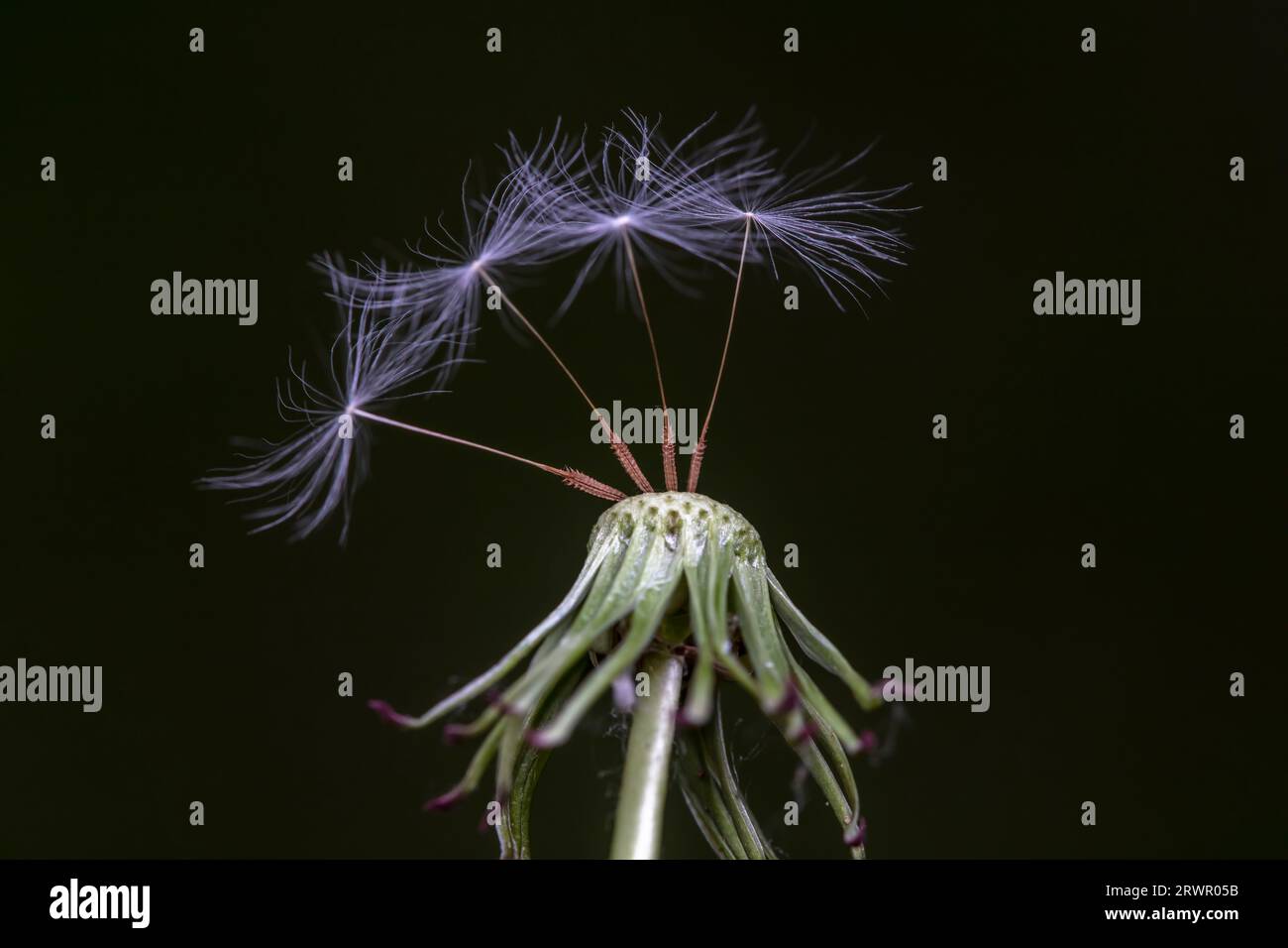 Dandelion seeds are in the wild, North China Stock Photo - Alamy