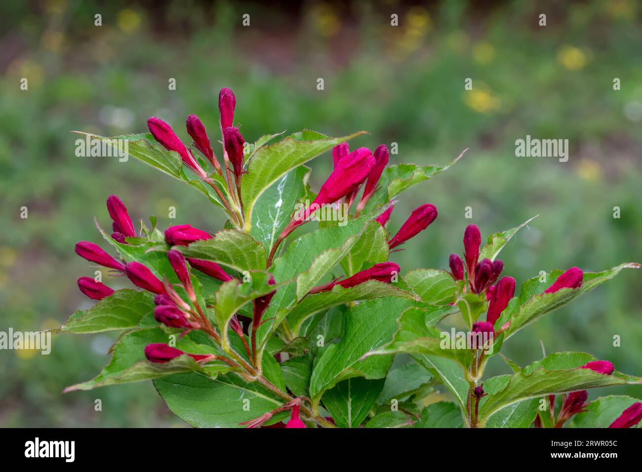The wildflowers are in full bloom in the park, North China Stock Photo ...