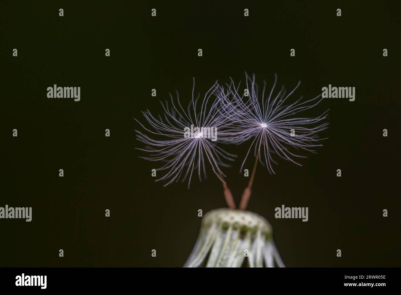 Dandelion seeds are in the wild, North China Stock Photo - Alamy