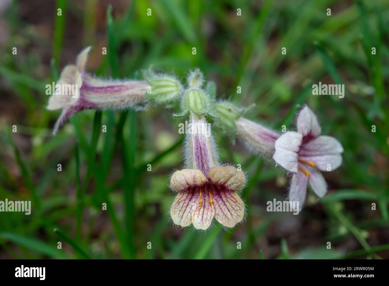 Rehmanniae radix hi-res stock photography and images - Alamy