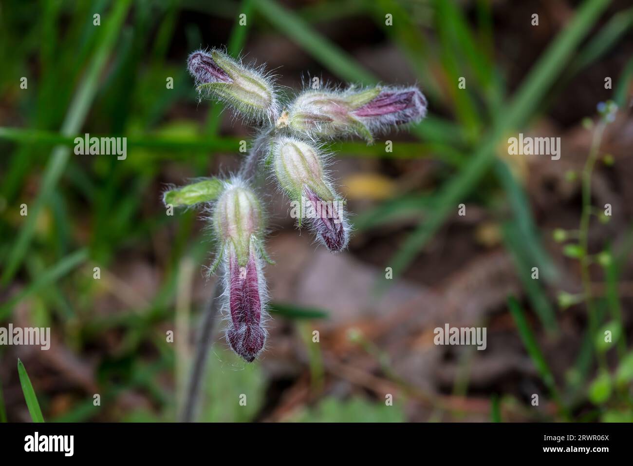 Radix rehmanniae hi-res stock photography and images - Alamy